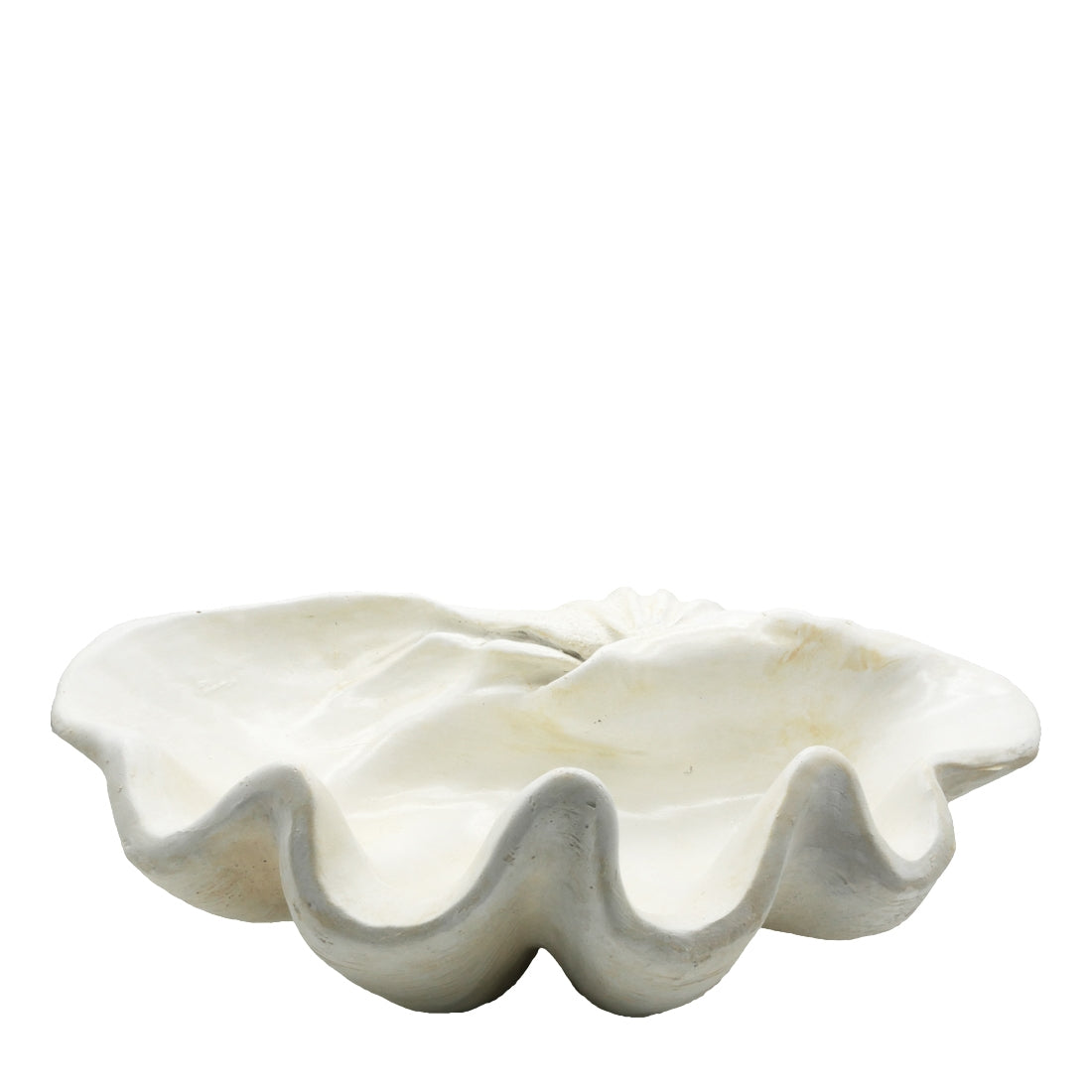 50CM Clam Shell — Lj Bedding and Furnitures